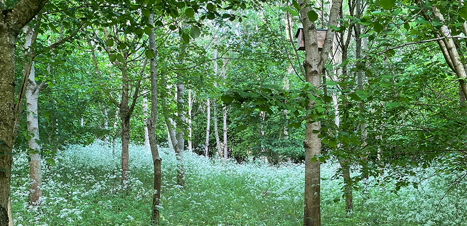 A magical woodland – seam