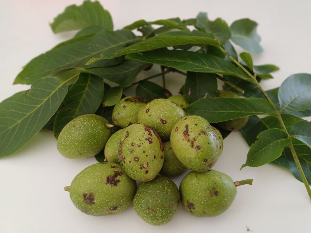 Walnuts and the Brain – seam