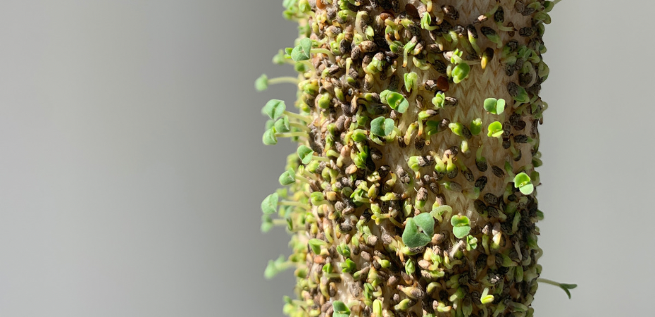 Knitting as nature – seam